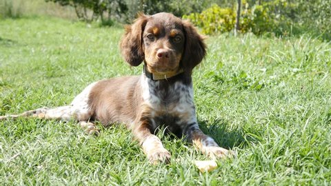 Dog Looking Camera Turning Head Playful Stock Footage Video (100% ...