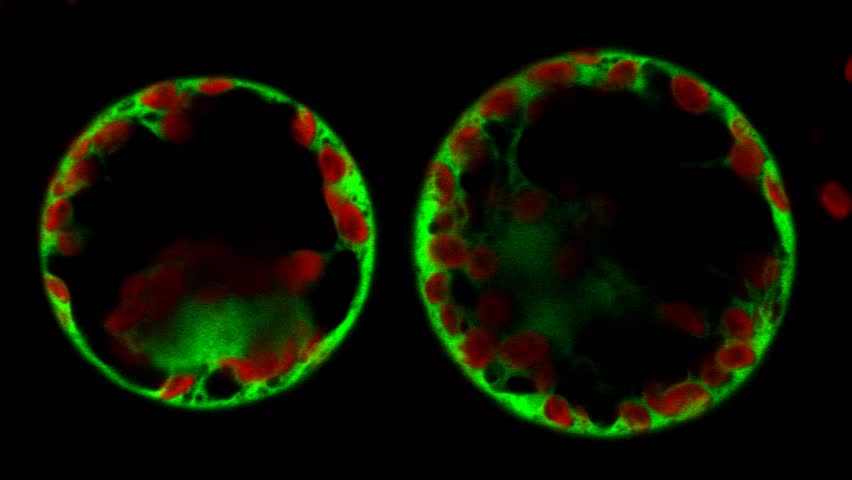 Protoplasts (plant Cells Without Cell Stock Footage Video (100% Royalty ...