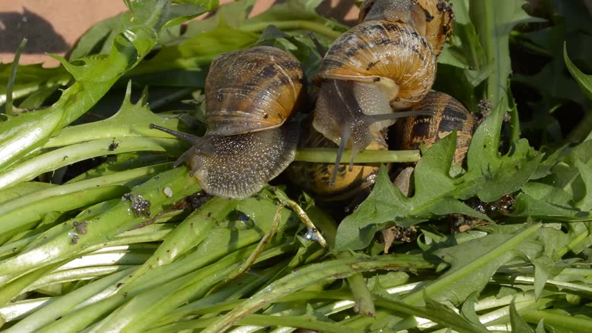 chipmunk eating banana nature Stock Footage Video (100% Royalty-free ...