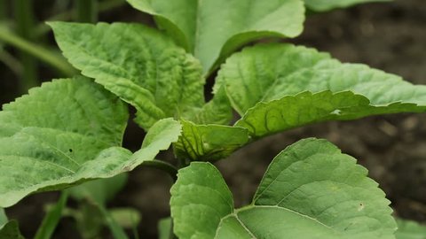Closeup Profile Shot Poison Ivy Plant Stock Photo (Edit Now) 18344320