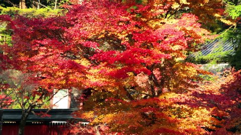 Temple Tree Leaves Autumn Red Colorful Stock Footage Video (100% ...