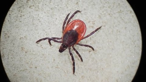 Taiga Tick Ixodes Persulcatus Parasitic Arachnid Stock Footage Video ...