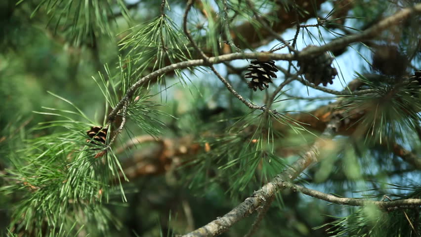 Cone Bush Stock Video Footage - 4K and HD Video Clips | Shutterstock