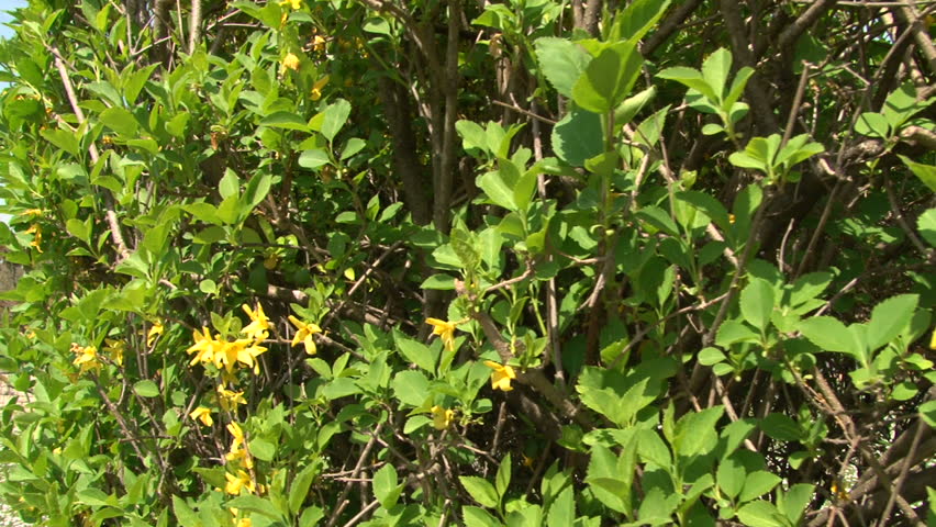 house behind bush slight movement along Stock Footage Video (100% ...