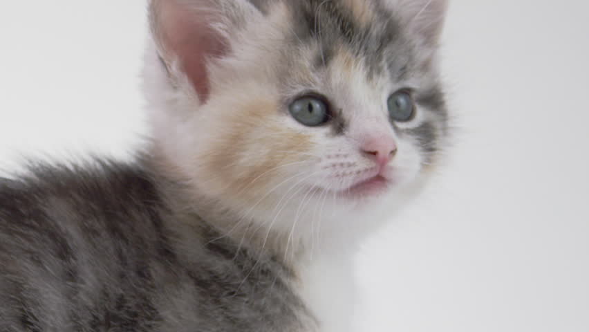 Calico Kitten Meowing On White Stock Footage Video (100% Royalty-free ...