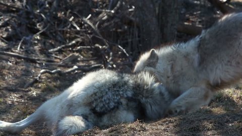98 Mating Wolves Stock Video Footage - 4K and HD Video Clips | Shutterstock