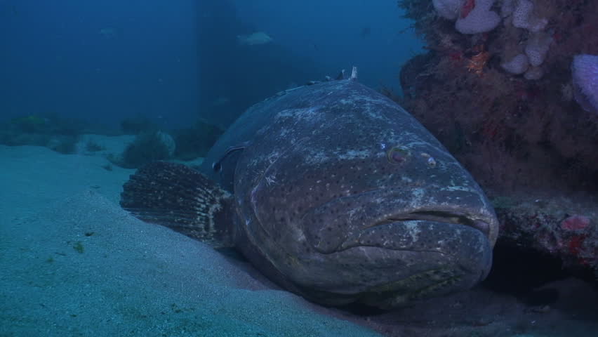 Goliath Grouper Stock Footage Video (100% Royalty-free) 1599457 ...