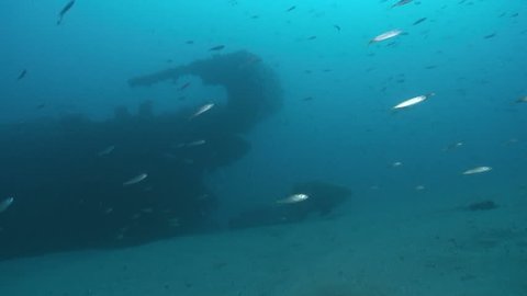 Goliath Groupers Stock Footage Video (100% Royalty-free) 1601557 ...