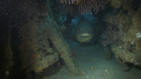 Goliath Groupers Stock Footage Video (100% Royalty-free) 1601569 ...