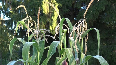 Tilt Down Big Corn Plant Budding Stock Footage Video (100% Royalty-free ...