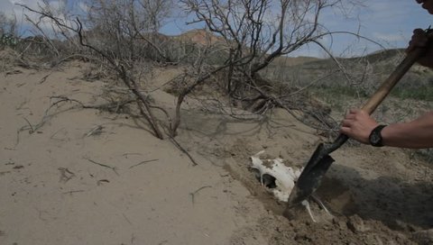 Man Dug Out Sand Dunes Animals Stock Footage Video (100% Royalty-free ...