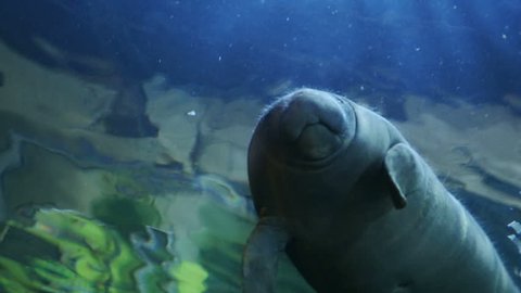 Manatee Breeding Faunia Madrid Filmed April Stock Footage Video (100% ...