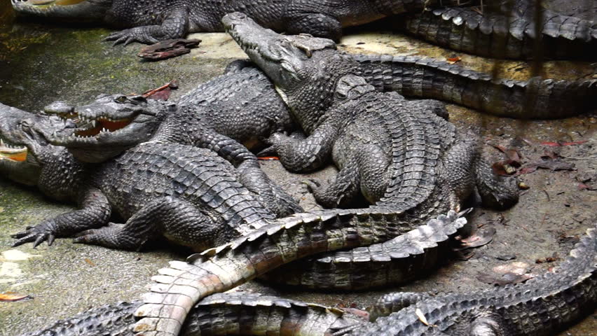 group crocodiles relaxing together - grouped Stock Footage Video (100% ...