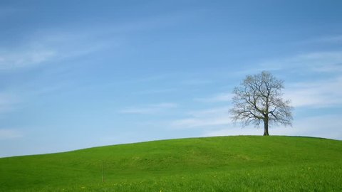 four seasons tree time lapse loop Stock Footage Video (100% Royalty ...