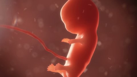 human fetus internal organs development timelaps Stock Footage Video ...