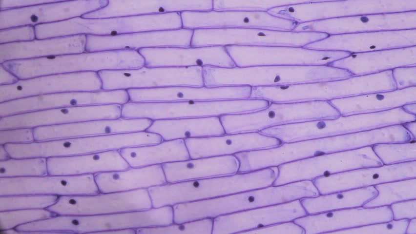 Onion Microscope Stock Video Footage - 4K and HD Video Clips | Shutterstock