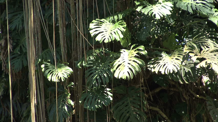 october 2011 - hawaii monstera deliciosa Stock Footage Video (100% ...