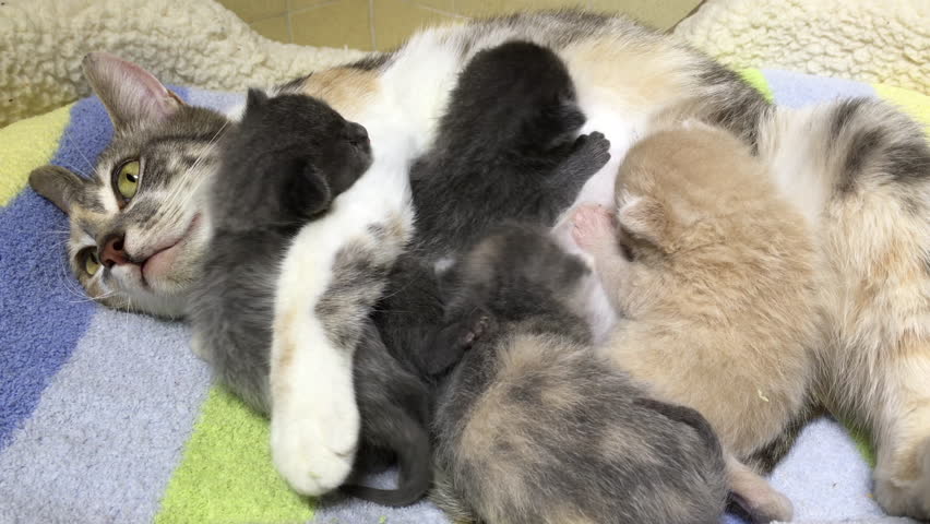 4k video calico mother cat four Stock Footage Video (100% Royalty-free ...