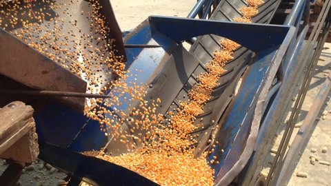 Corn Sheller Machine Remove Corn Kernels Stock Footage Video (100% ...