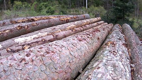 Freshly Felled Tree Trunks Forest Stock Footage Video (100% Royalty ...