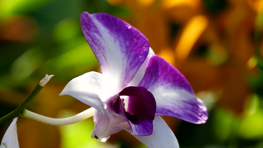 Beautiful Orchid Flowers Blooming Garden Stock Footage Video (100% ...