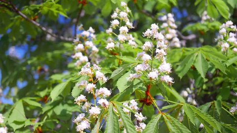 Bees Pollinate Chestnut Tree Stock Footage Video (100% Royalty-free ...