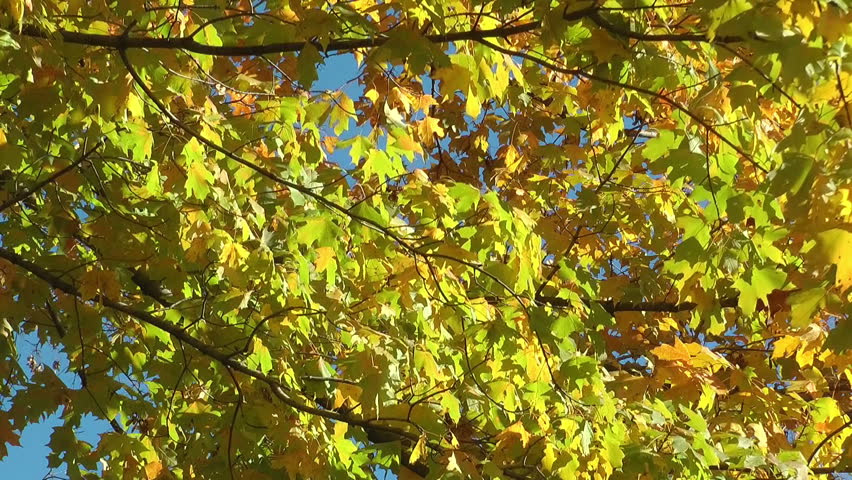 Yellow Maple Tree Branches Stock Footage Video (100% Royalty-free ... Yellow Maple Tree Branches Stock Footage Video (100% Royalty-free ...