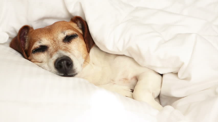 Cool Relaxed Dog Napping. Struggling Stock Footage Video (100% Royalty ...