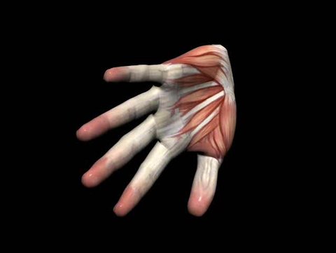 Anatomically Correct Medical Model Human Body Stock Footage Video (100% ...