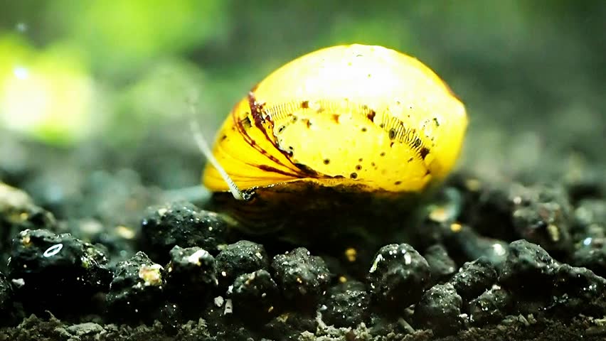 Horned Nerite Snail : Clithon Stock Footage Video (100% Royalty-free ...