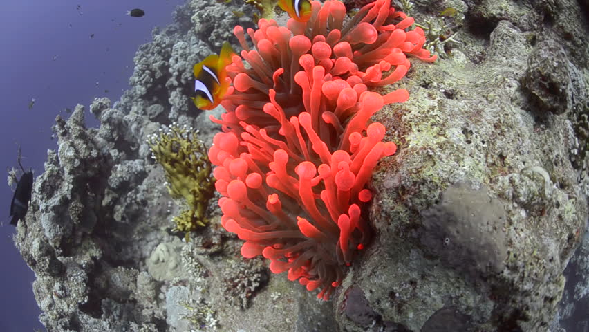 red sea anemone fish amphiprion bicinctus Stock Footage Video (100% ...