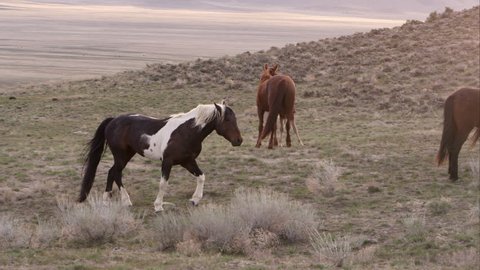 Caballos salvajes apareándose entre manadas a: video de stock ...