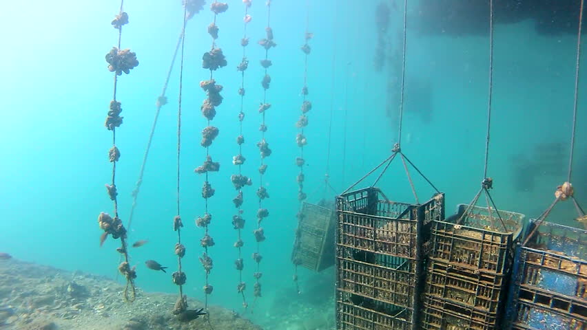 Underwater Plantation for Growing Shells, Stock Footage Video (100% ...