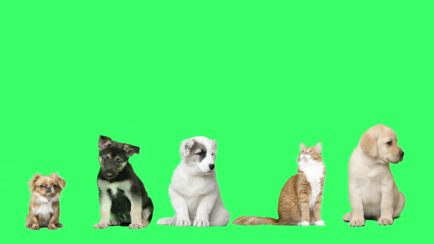 Pets On Green Screen Stock Footage Video (100% Royalty-free) 16266466 ...