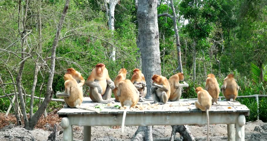 betong chicken very popular species farm Stock Footage Video (100% ...