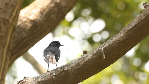 Bird Oriental Magpie Robin Pooping On Stock Footage Video (100% Royalty ...