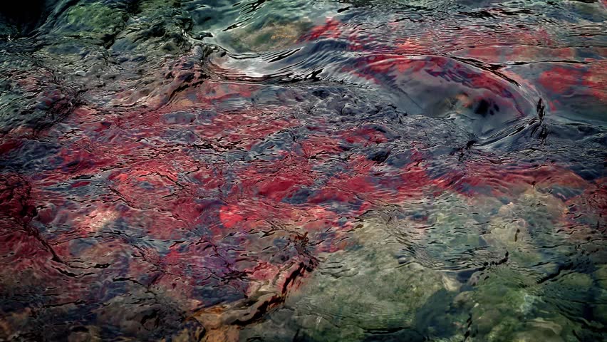 Blood Colors River Water Red Stock Footage Video (100% Royalty-free ...