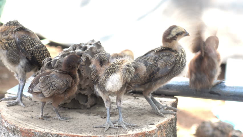 Wild Chicks are Growing. Stock Footage Video (100% Royalty-free ...