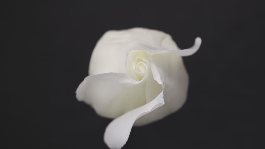 slowly revolving white rose flower black Stock Footage Video (100% ...