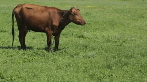 cow eating grass pooping green field Stock Footage Video (100% Royalty ...