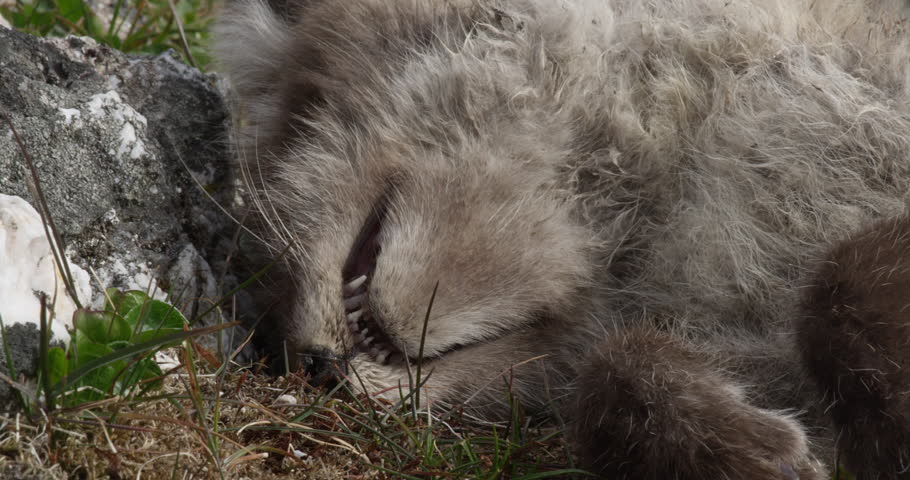 Dead Arctic Fox Lying Upside Stock Footage Video (100% Royalty-free ...