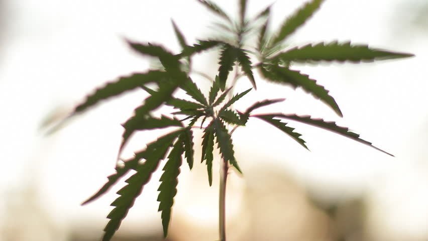 Green Branch of Marijuana Cannabis Stock Footage Video (100% Royalty ...
