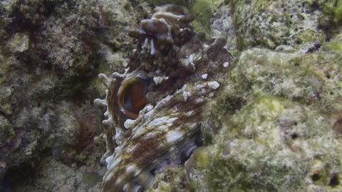 Octopus Changing Shape Color Underwater Stock Footage Video (100% ...
