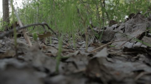 Lone Man Running Wild Forest Over Stock Footage Video (100% Royalty ...