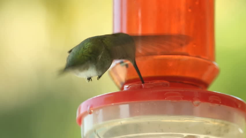 close view male anna's hummingbird behind Stock Footage Video (100% ...