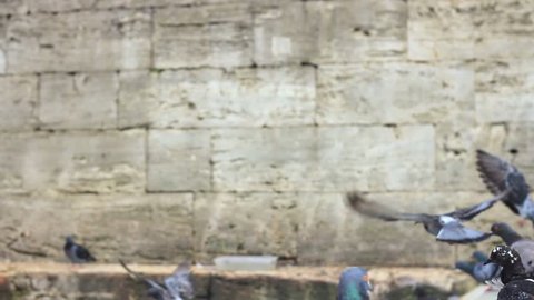 Pigeons Thinking Stock Photo 1123922501 | Shutterstock