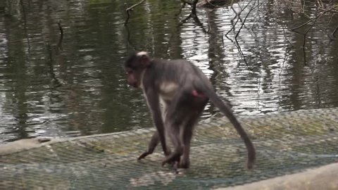 Rougarou Werewolf Creature Cajun Folklore Emerges Stock Illustration ...