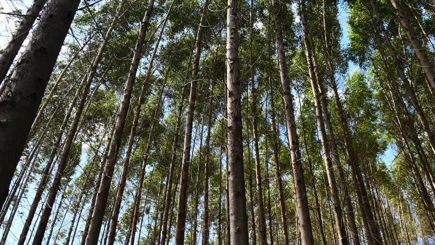 360 Converging trees Stock Video Footage - 4K and HD Video Clips ...