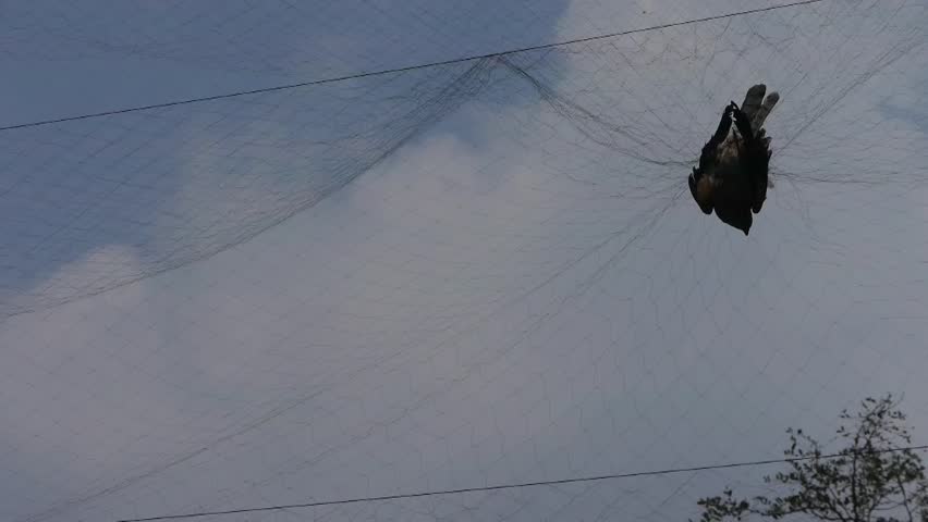 Bird Trapped in Net,struggling to Stock Footage Video (100% Royalty ...