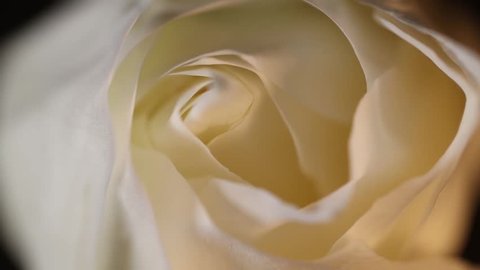 Bright Dark Slowly Revolving White Rose Stock Footage Video (100% ...